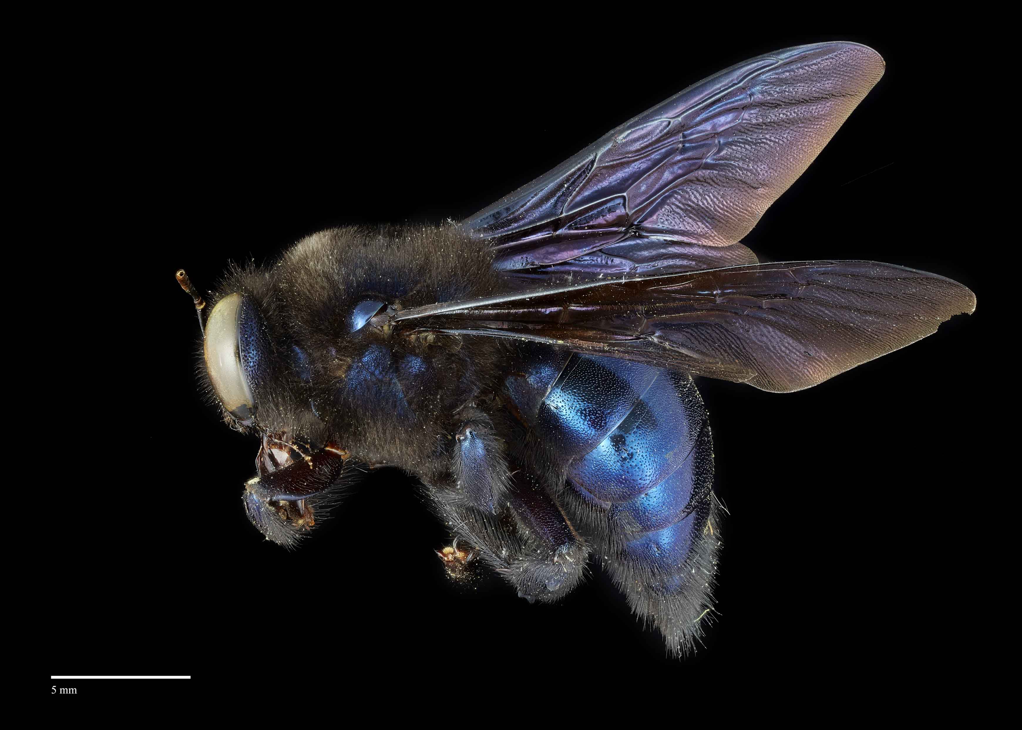 Xylocopoides | Exotic Bee ID