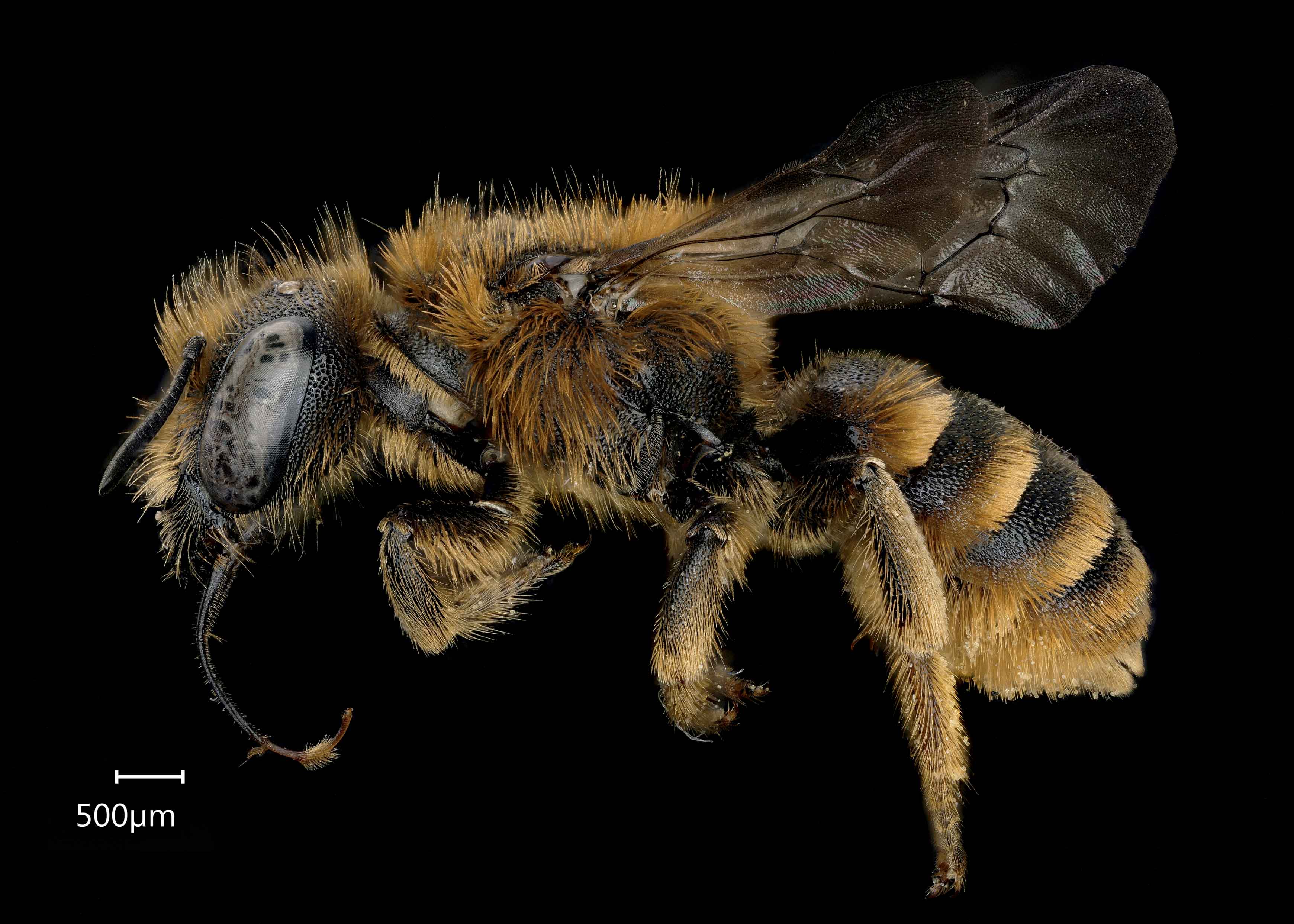Osmia #40; Allosmia #41; | Exotic Bee ID