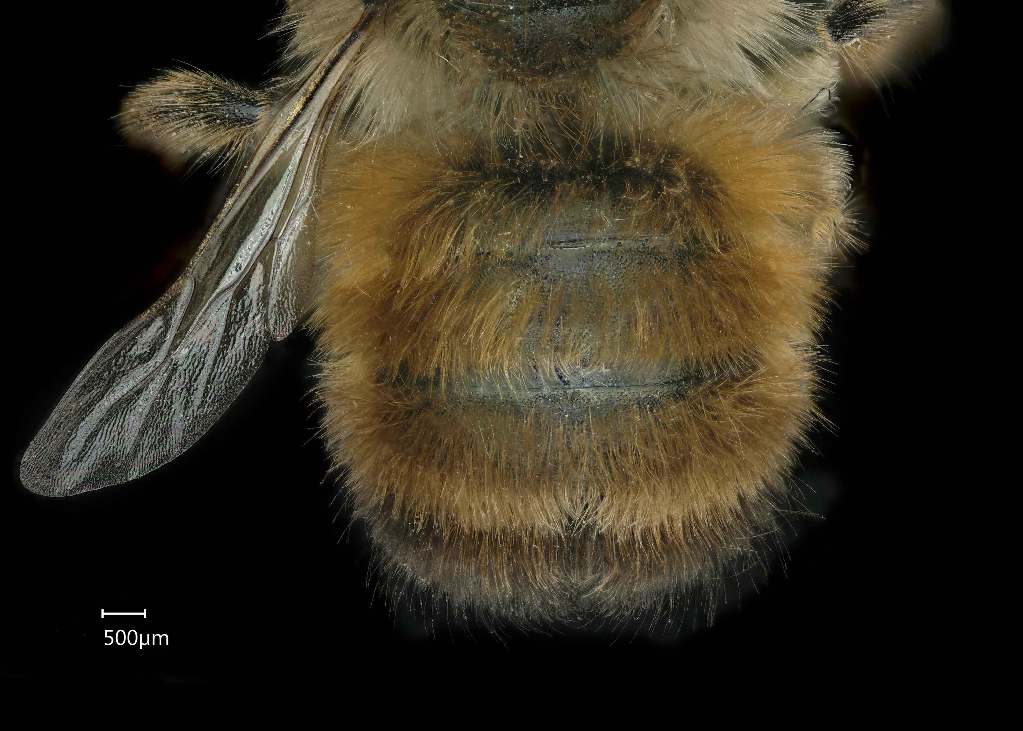 Osmia bicornis | Exotic Bee ID