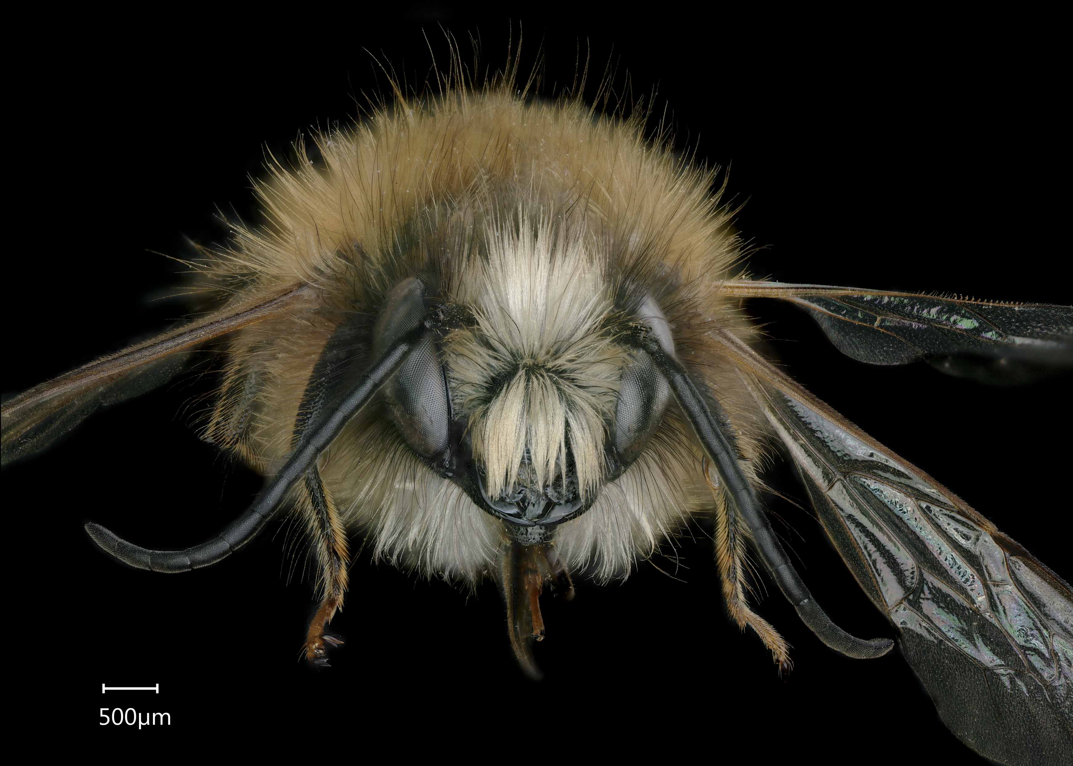 Osmia bicornis | Exotic Bee ID