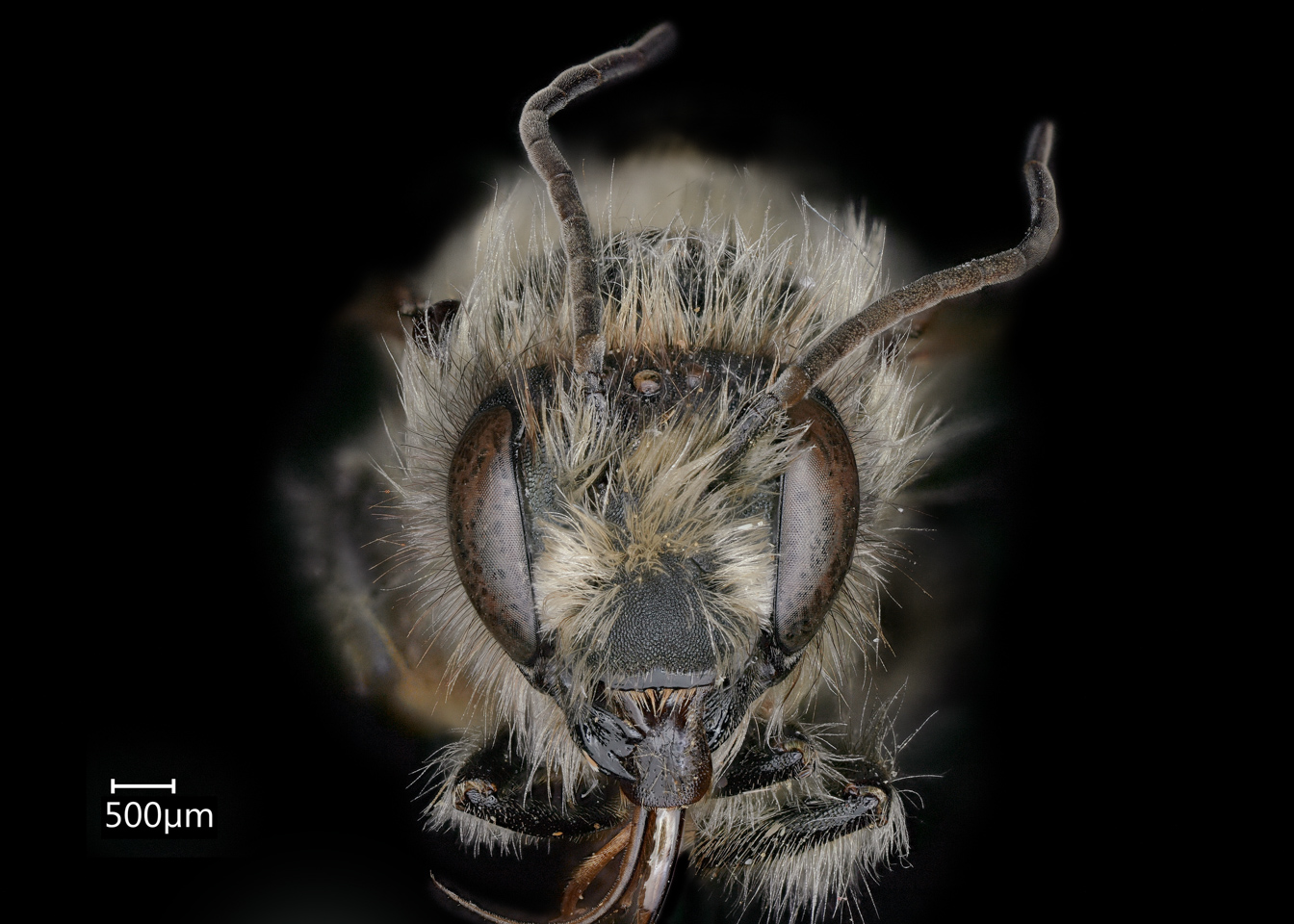 Osmia emarginata | Exotic Bee ID
