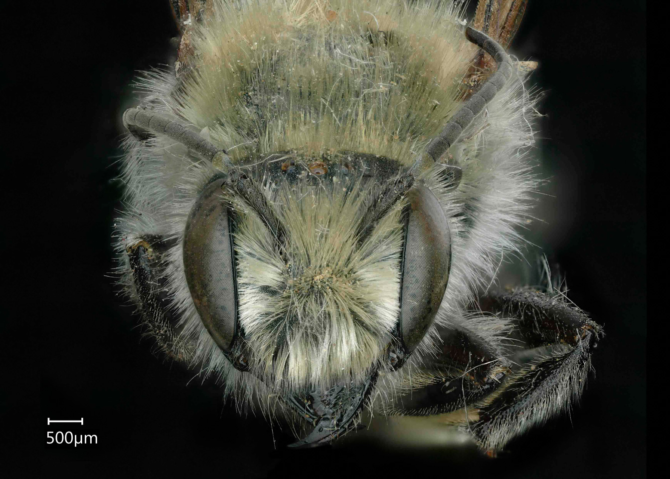 Osmia maxillaris | Exotic Bee ID