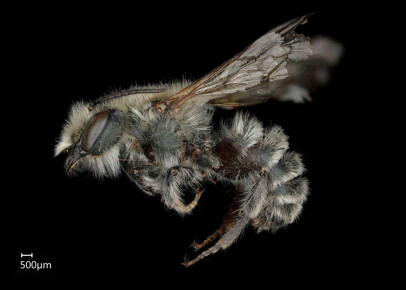 Osmia maxillaris | Exotic Bee ID