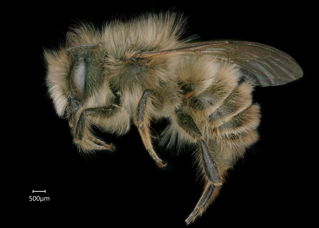 Osmia excavata | Exotic Bee ID