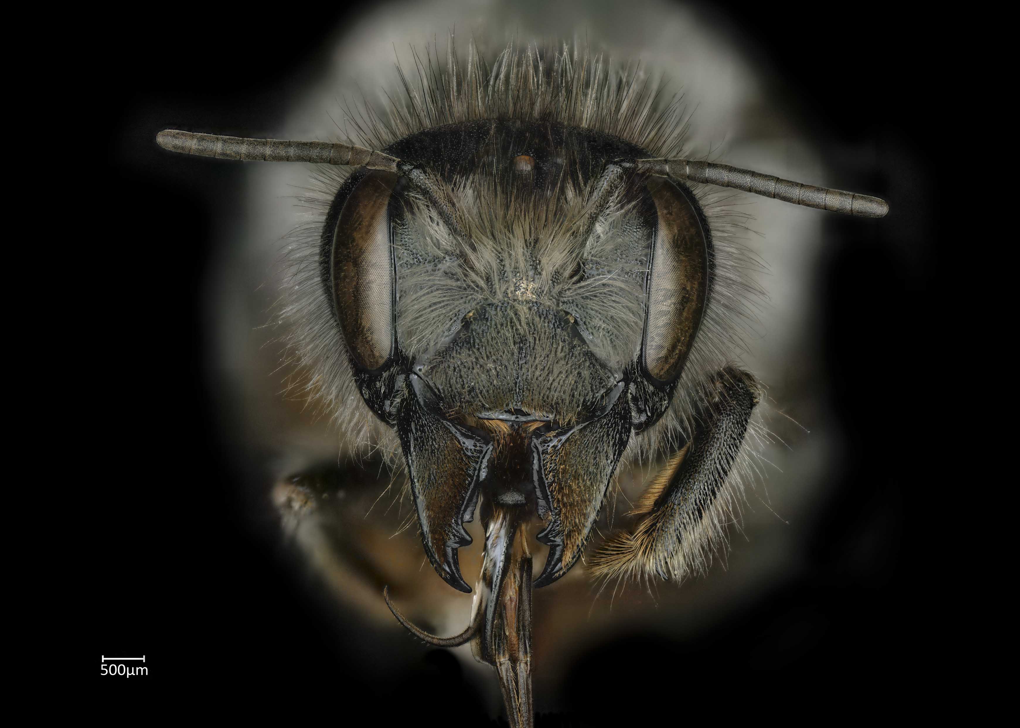 Osmia mustelina | Exotic Bee ID