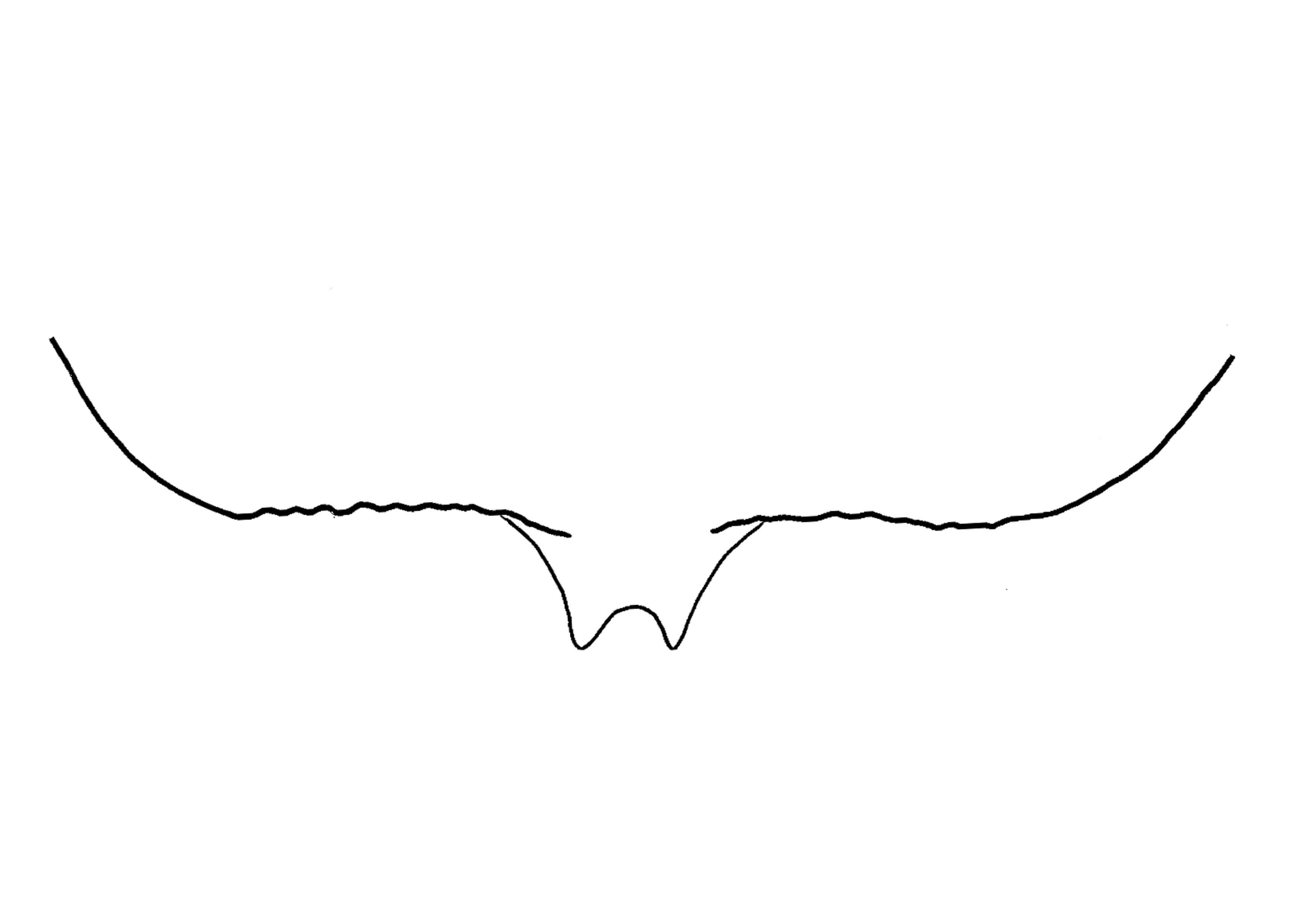 Anthidium clypeodentatum | Exotic Bee ID