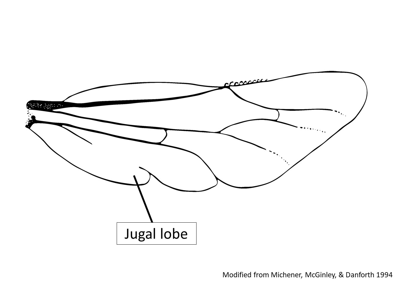 About the bee keys | Exotic Bee ID
