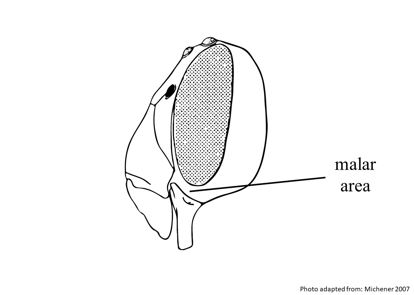 Glossary | Exotic Bee ID