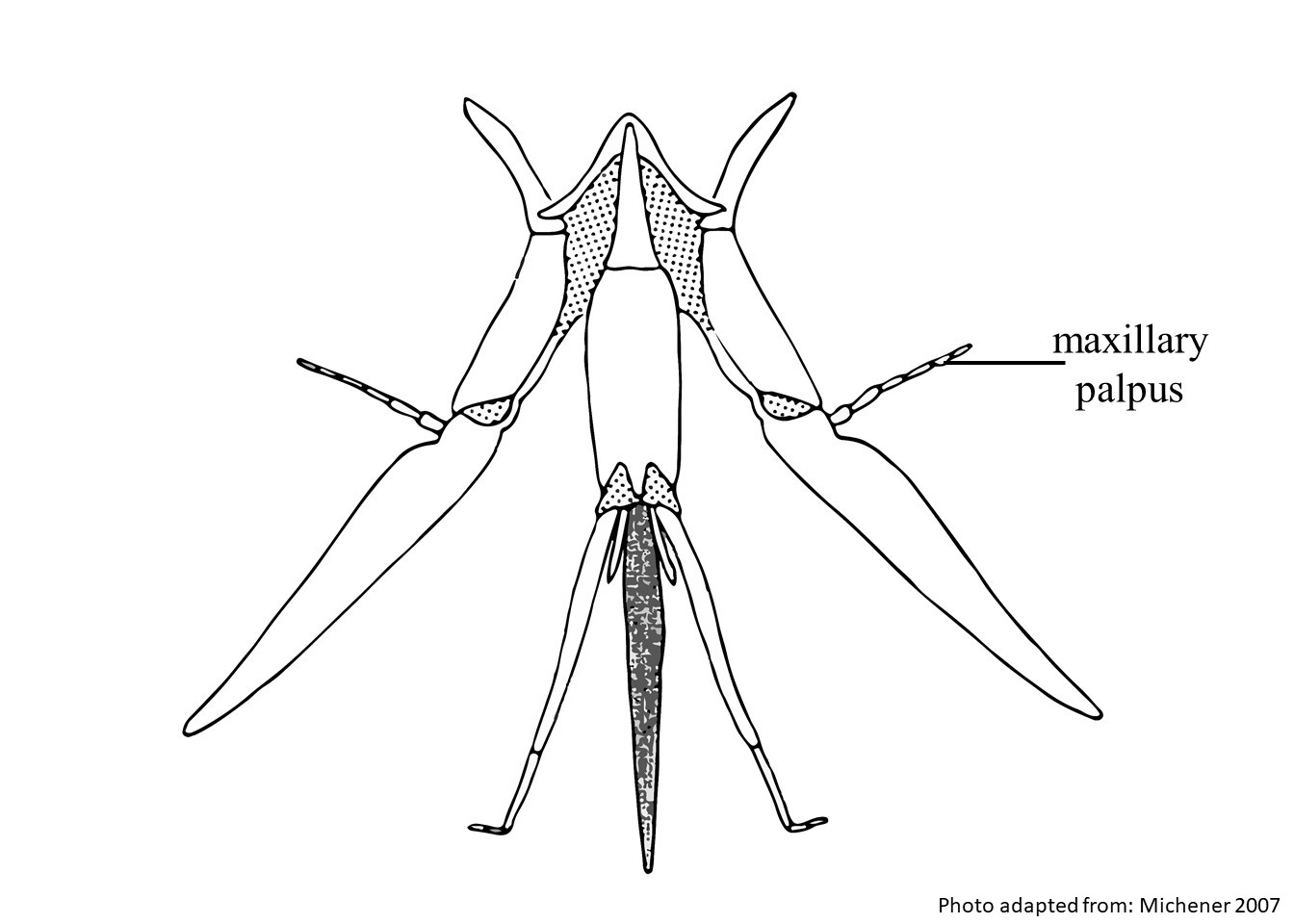 Lestis | Exotic Bee ID