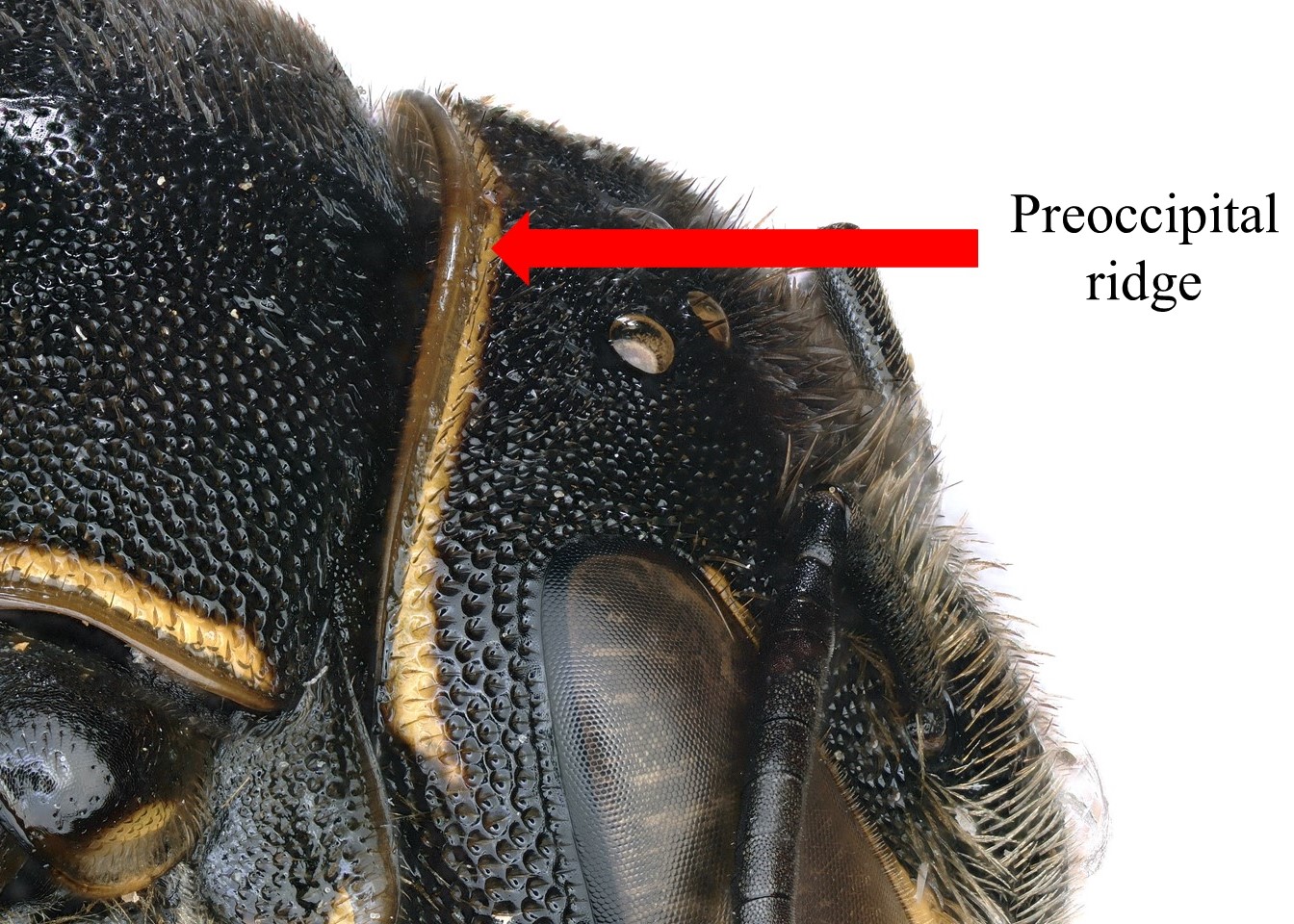 Protosmia | Exotic Bee ID