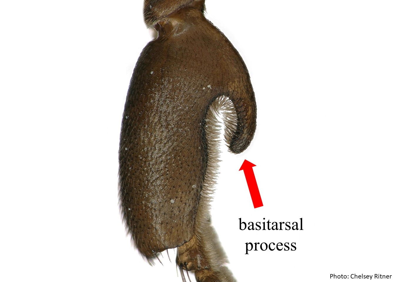 Glossary | Exotic Bee ID