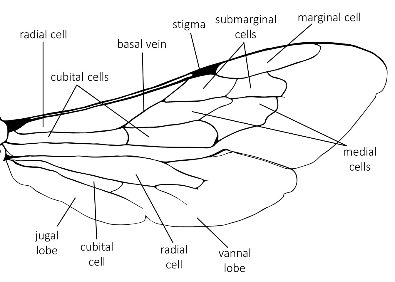 Bee morphology | Exotic Bee ID