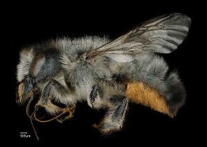Osmia species - Lucid Web Player