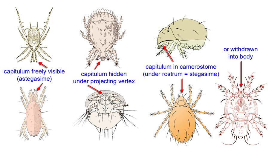 Feature: Visibility of capitulum from above | Invasive Mite ID