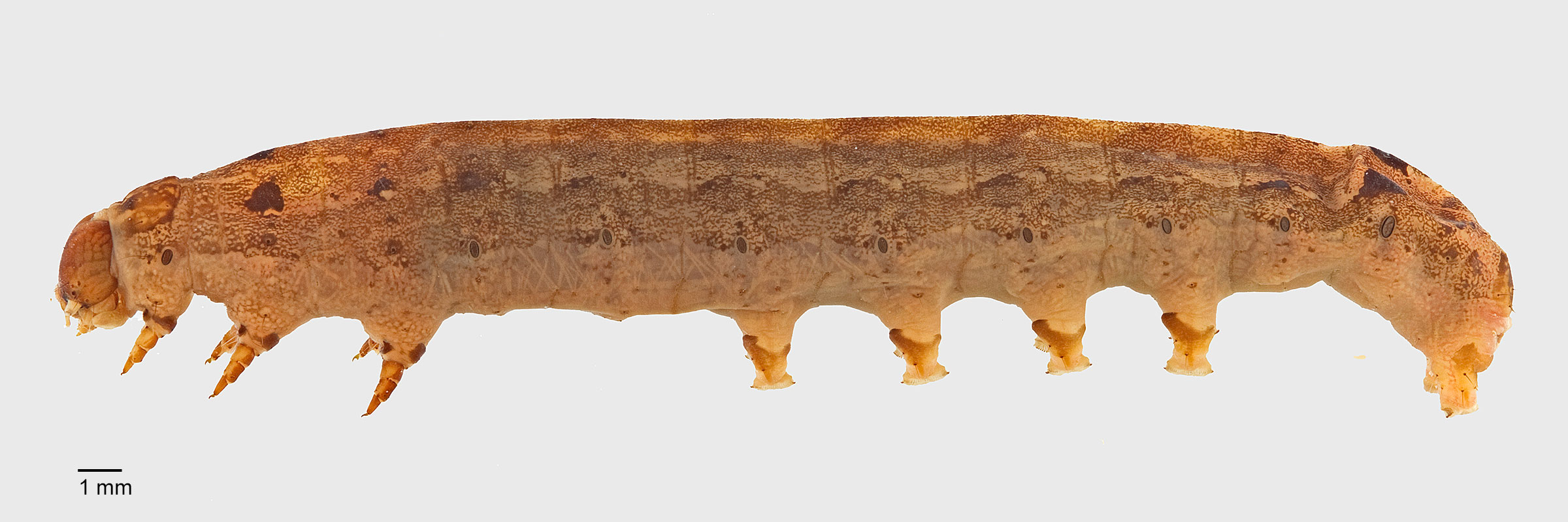 Spodoptera littoralis | LepIntercept