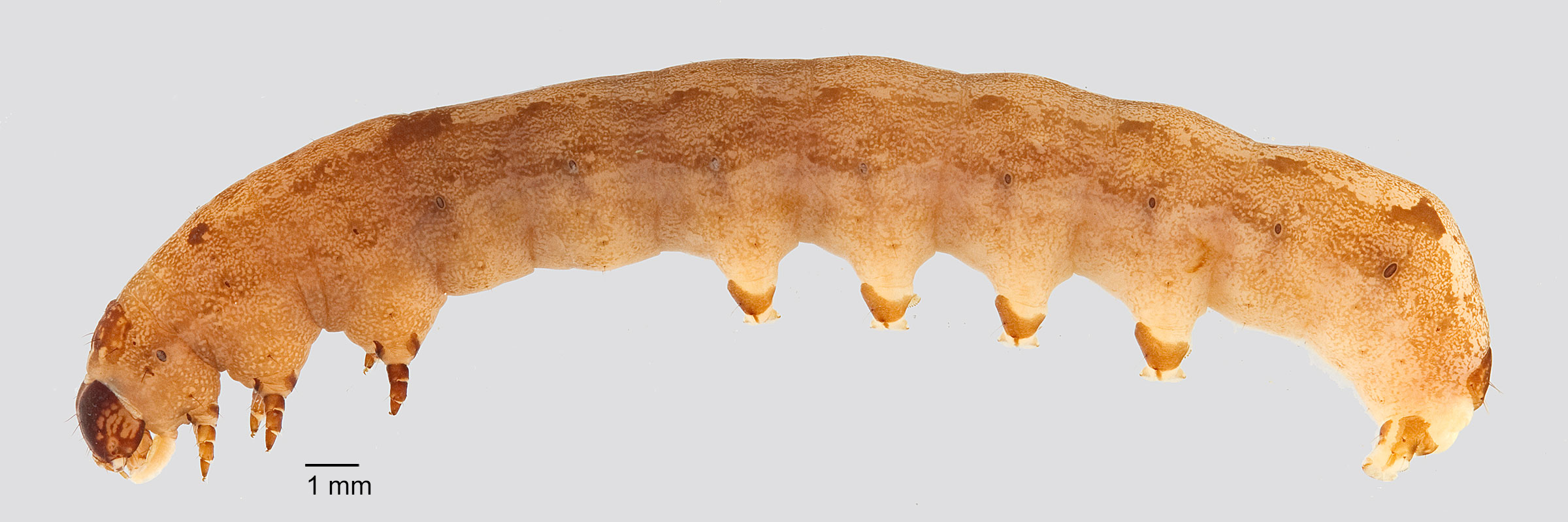 Spodoptera littoralis | LepIntercept