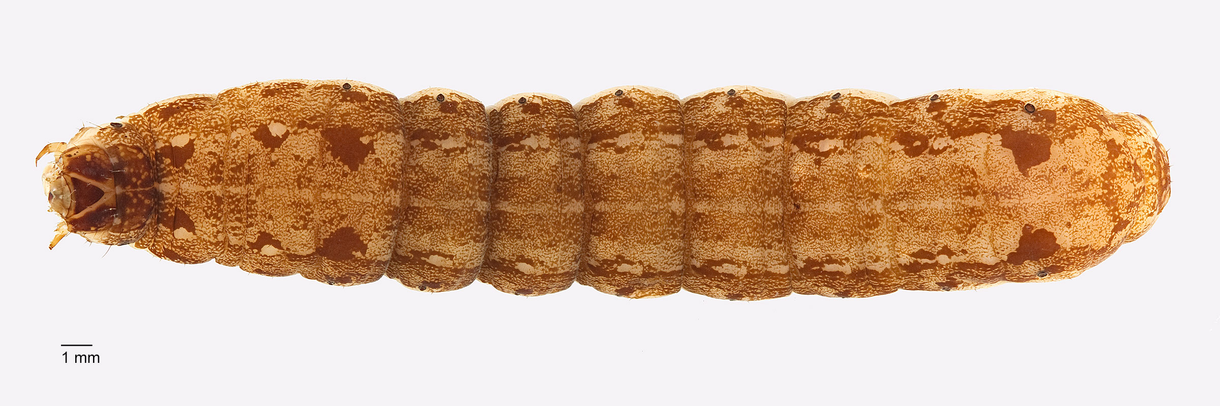 Spodoptera littoralis | LepIntercept