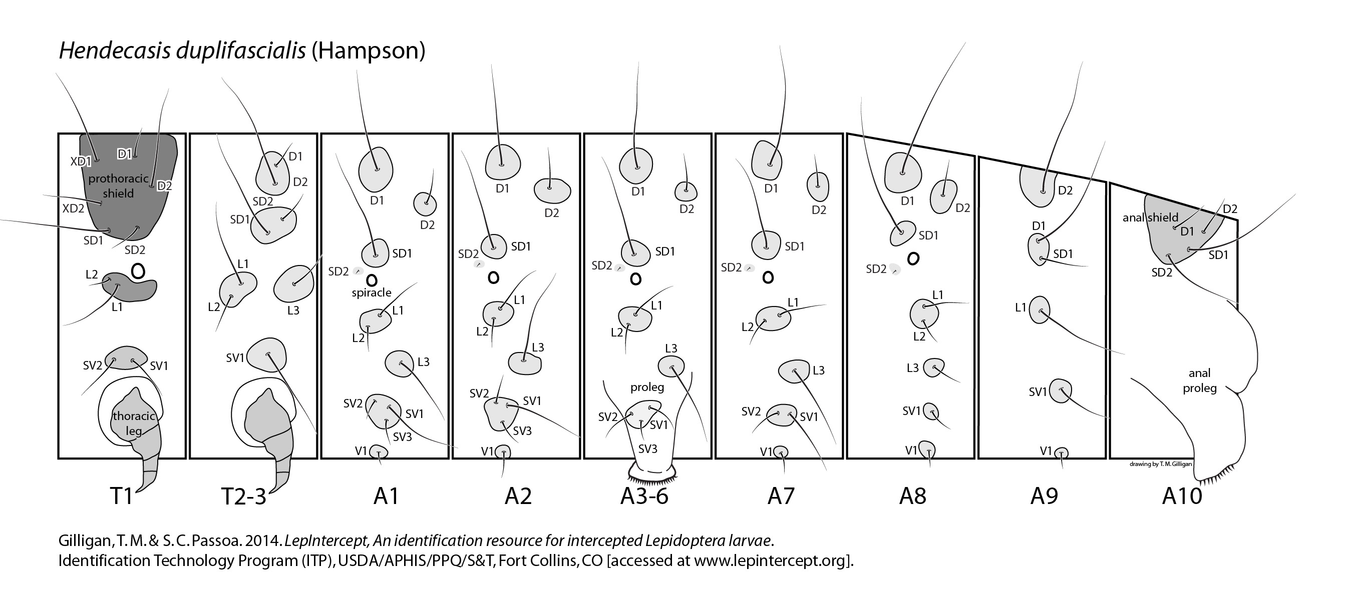 Trichophysetis duplifascialis | LepIntercept