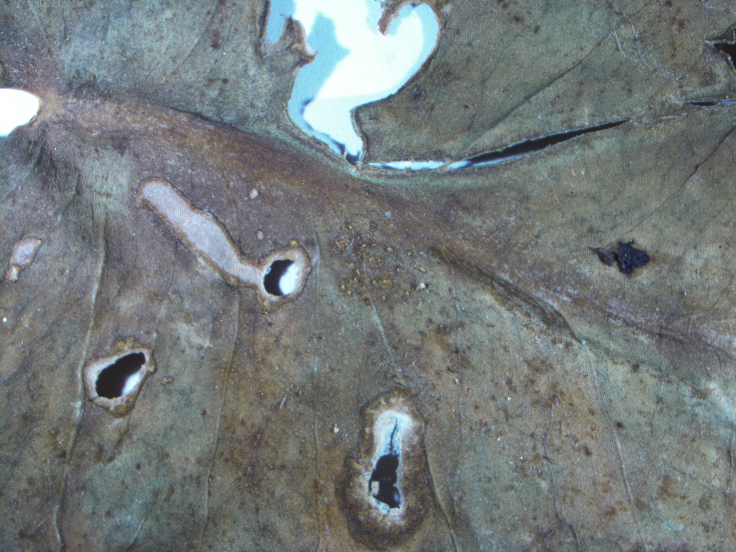 Uredo monsterae | Rusts on Monstera