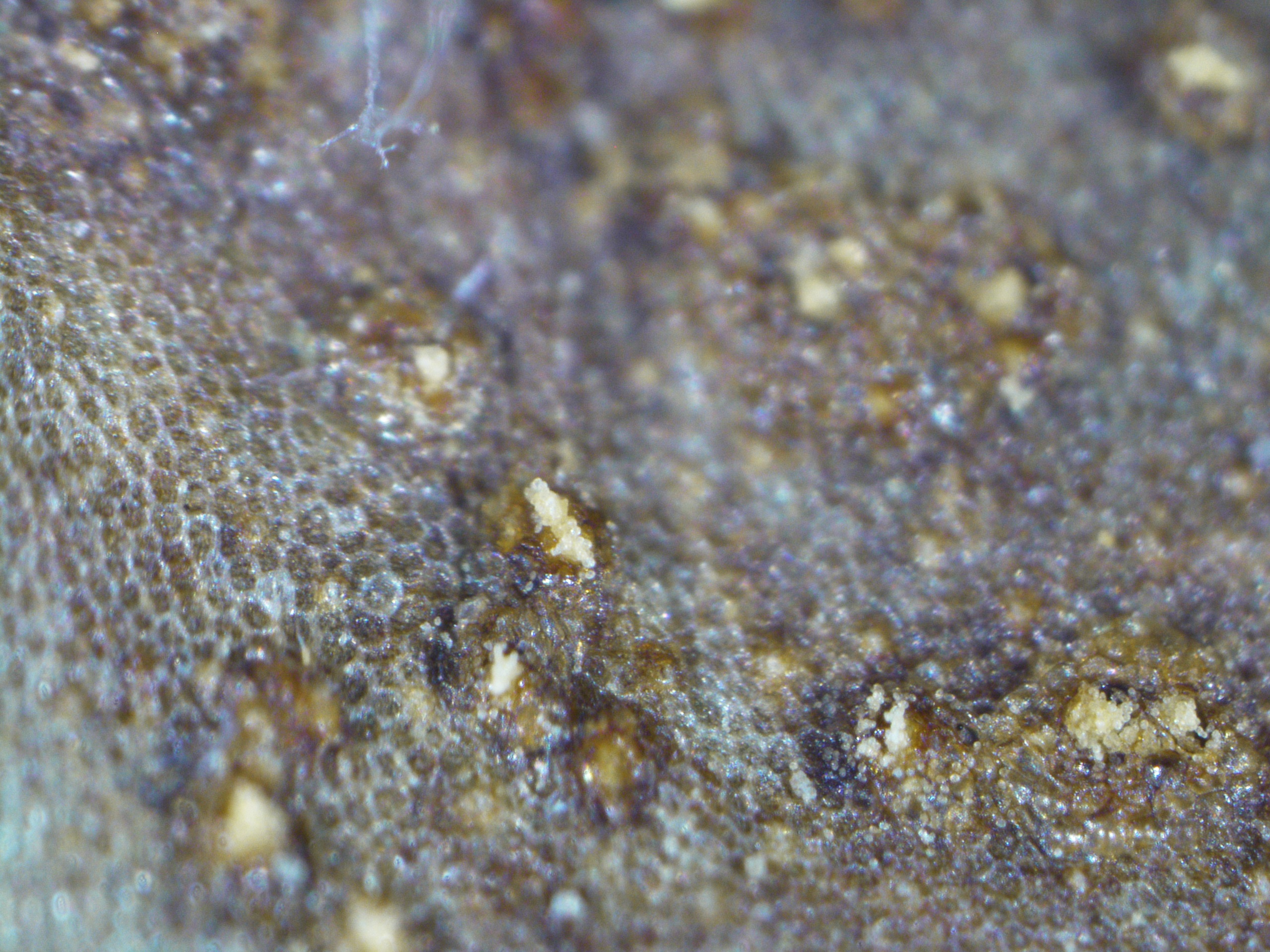 Uredo monsterae | Rusts on Monstera