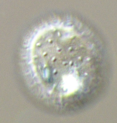 Uredo monsterae | Rusts on Monstera