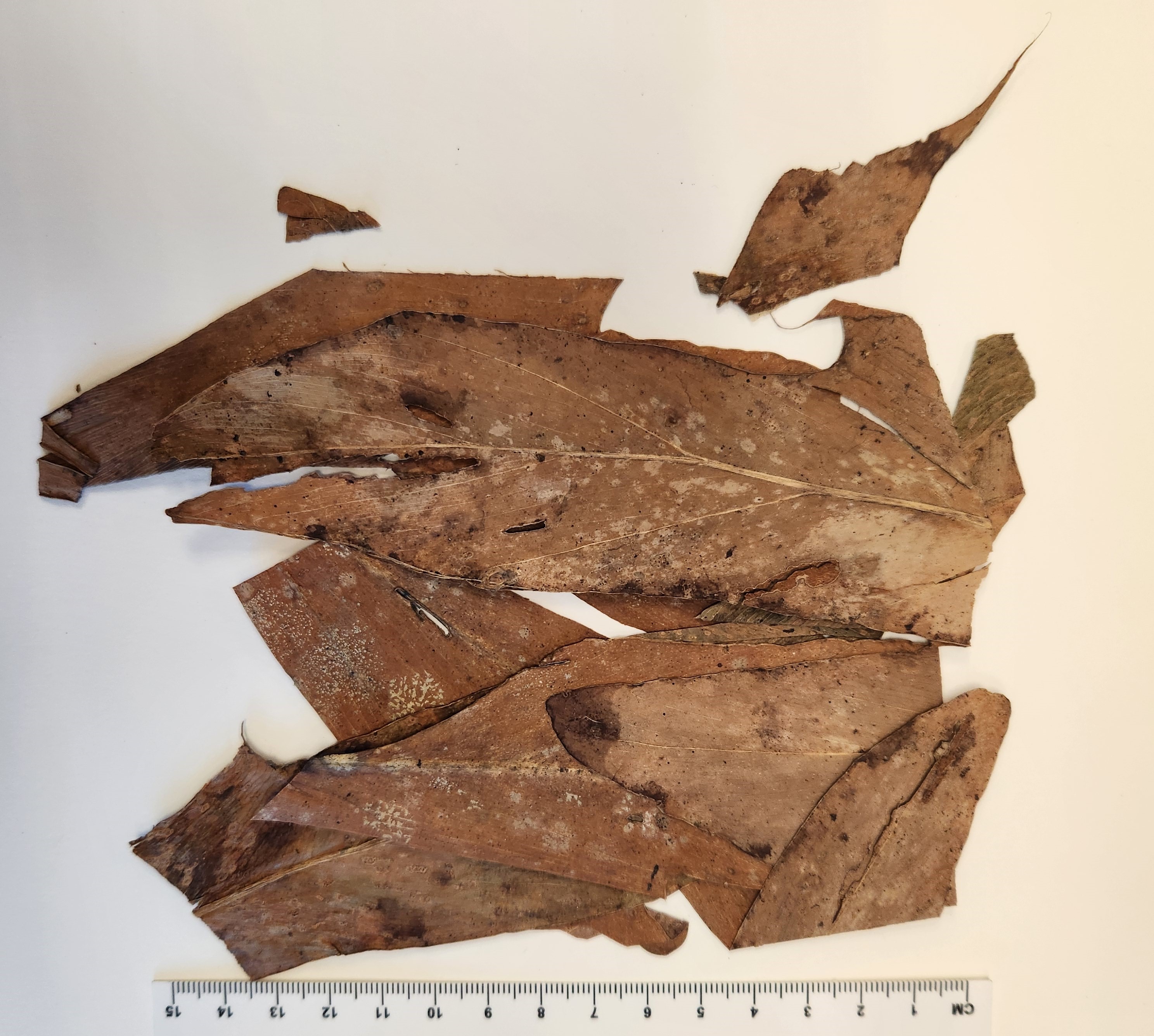 Uredo monstericola | Rusts on Monstera