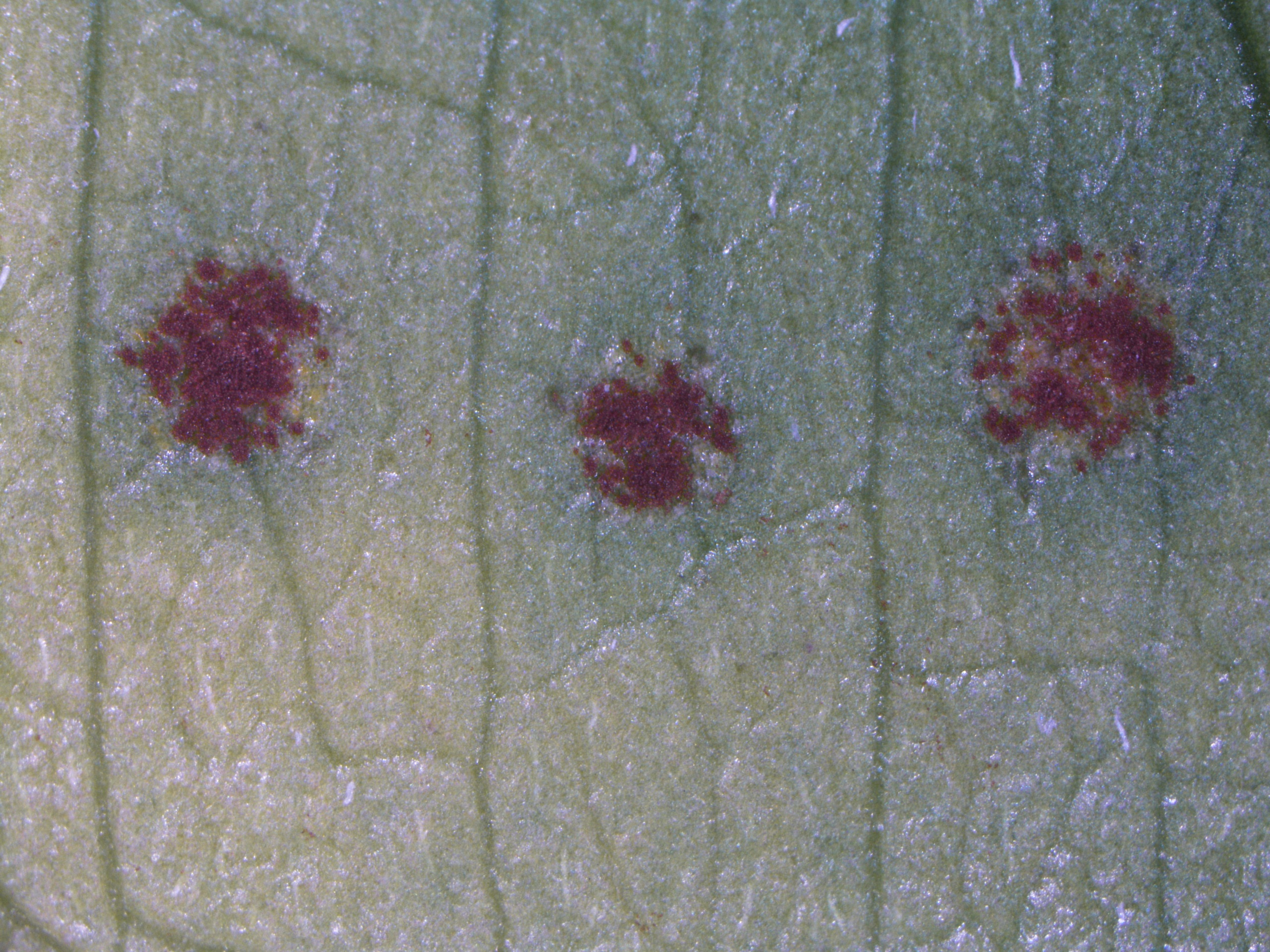 Pseudocerradoa paullula | Rusts on Monstera