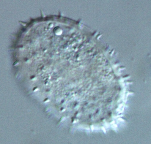 Uredo monstericola | Rusts on Monstera