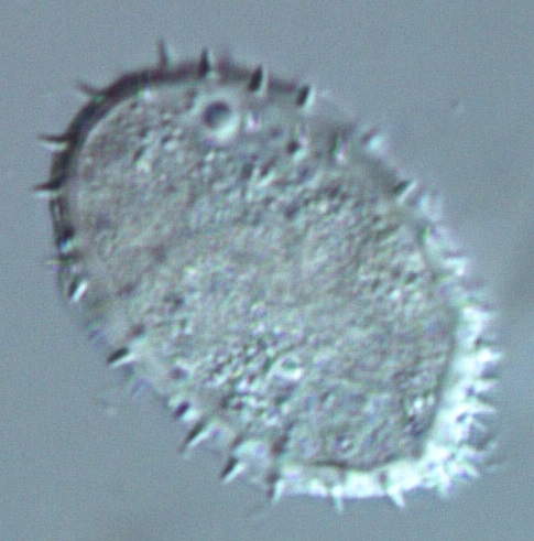 Uredo monstericola | Rusts on Monstera