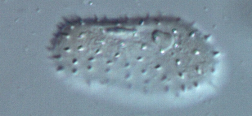 Uredo monstericola | Rusts on Monstera