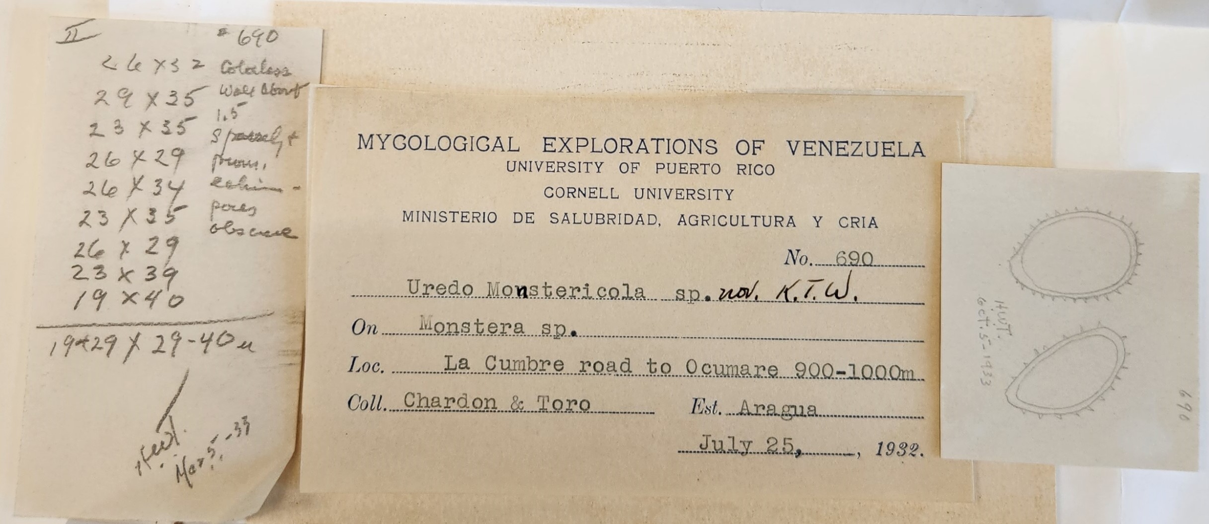 Uredo monstericola | Rusts on Monstera