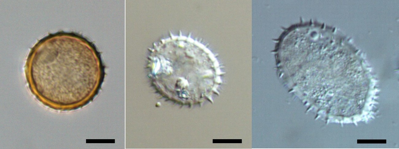 Uredo monsterae | Rusts on Monstera