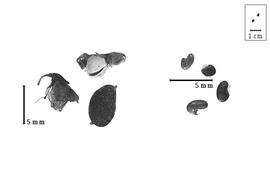 Eutaxia | Fabaceae Fruits and Seeds