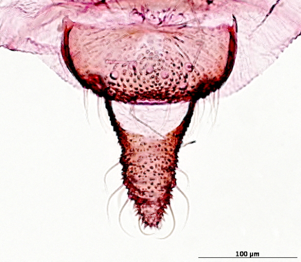Aphis nasturtii | AphID