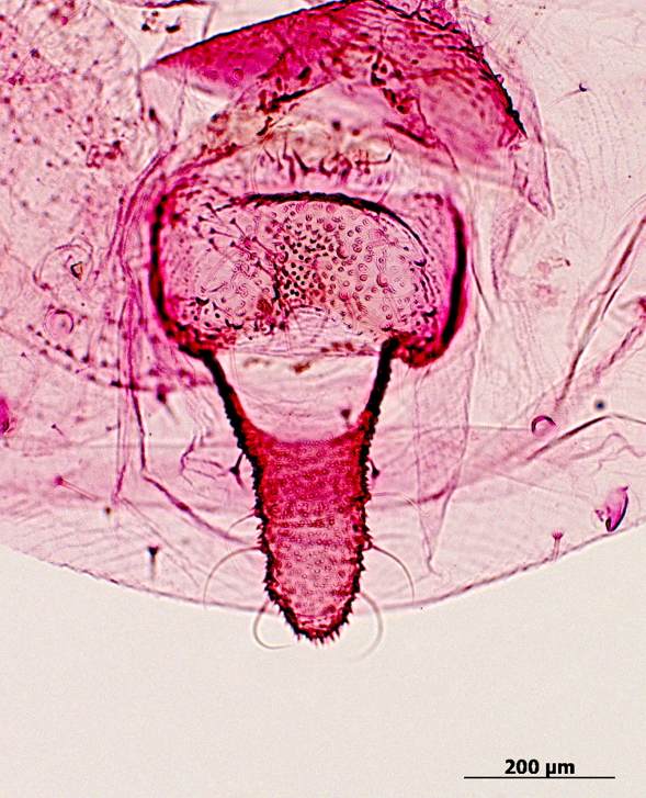 Aphis nasturtii | AphID
