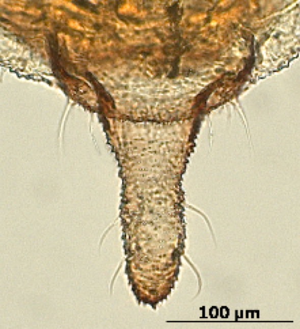 Hayhurstia atriplicis | AphID