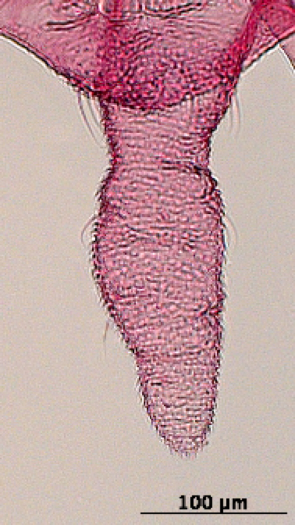 Rhodobium porosum | AphID