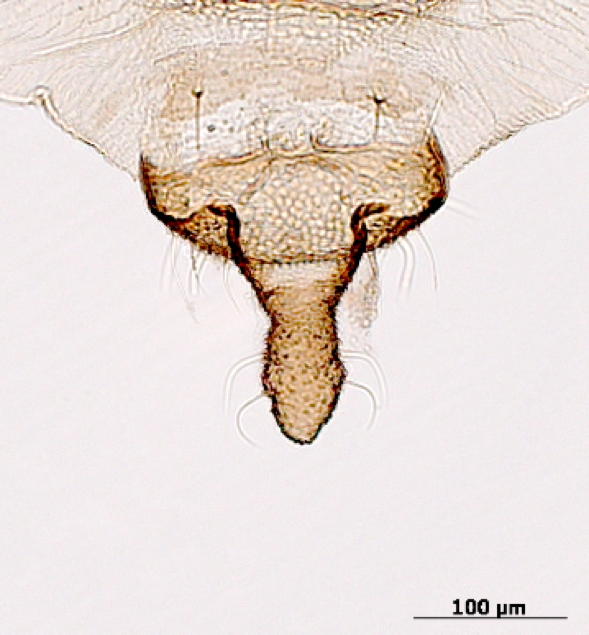 Rhopalosiphum padi | AphID