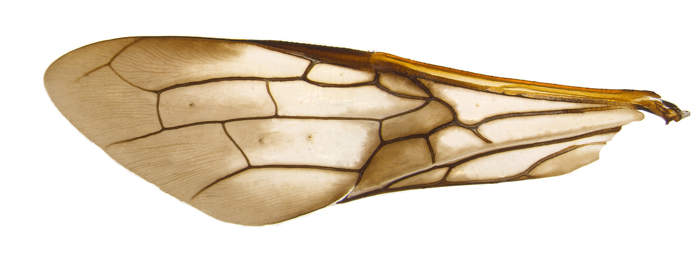 Sirex behrensii | Sawfly GenUS