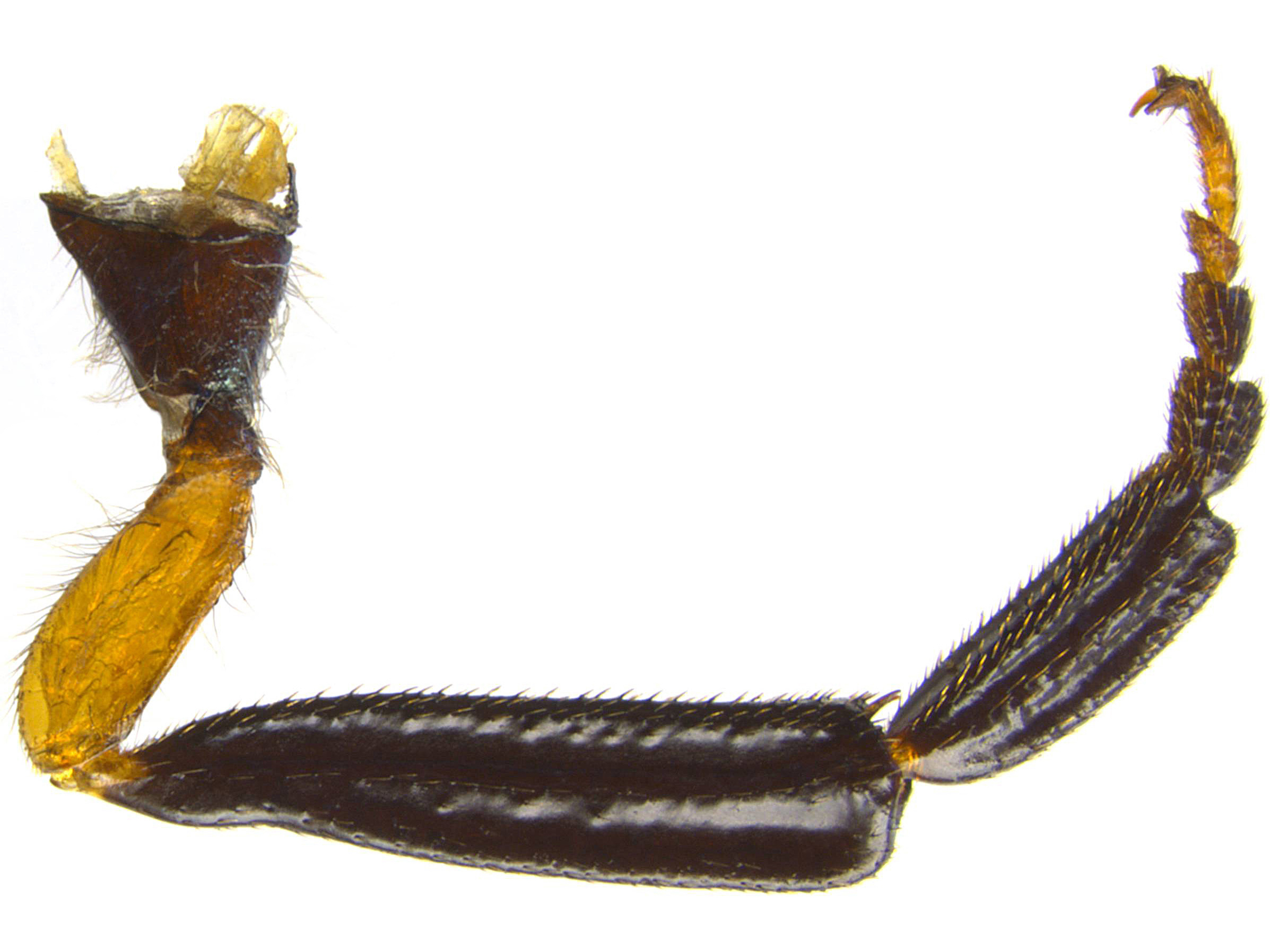 Sirex nitidus | Sawfly GenUS