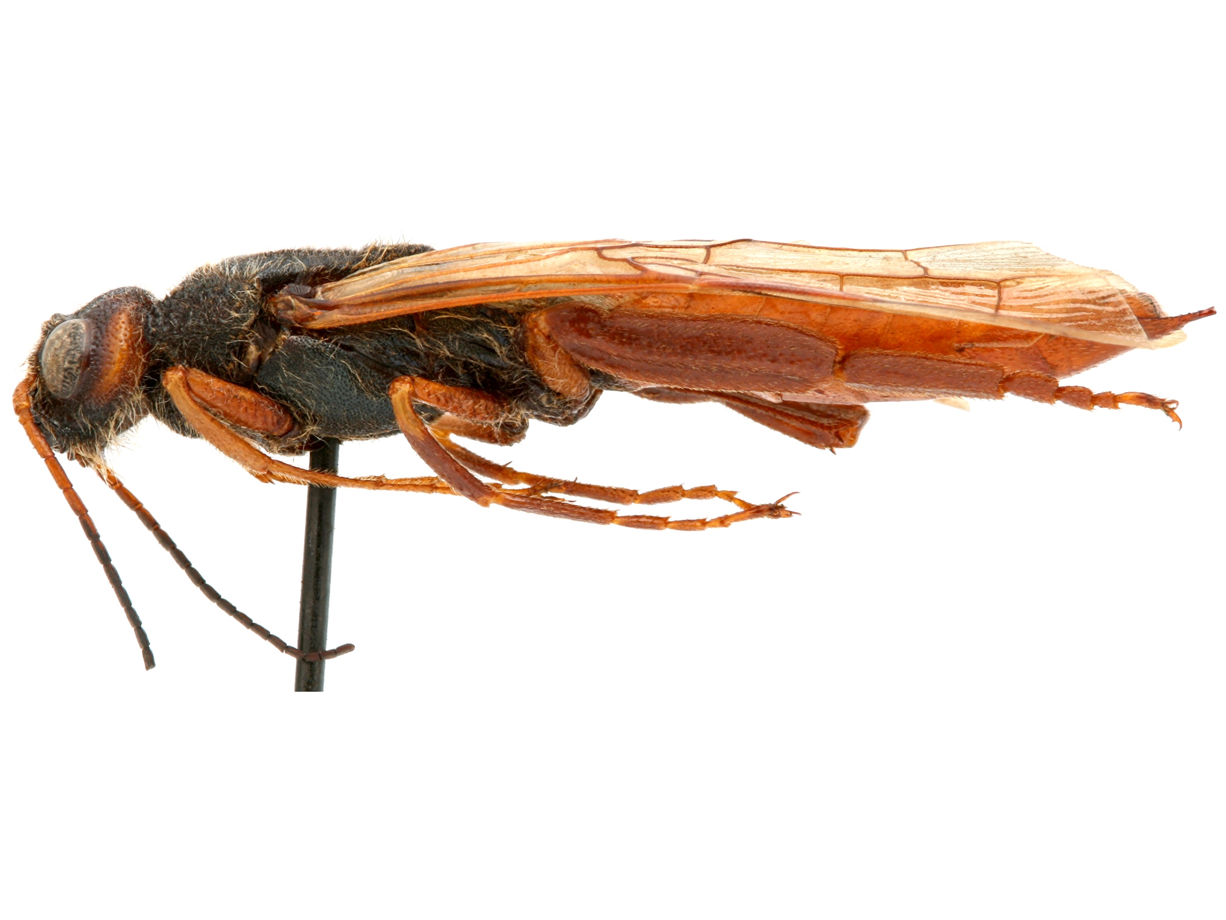 Sirex behrensii | Sawfly GenUS