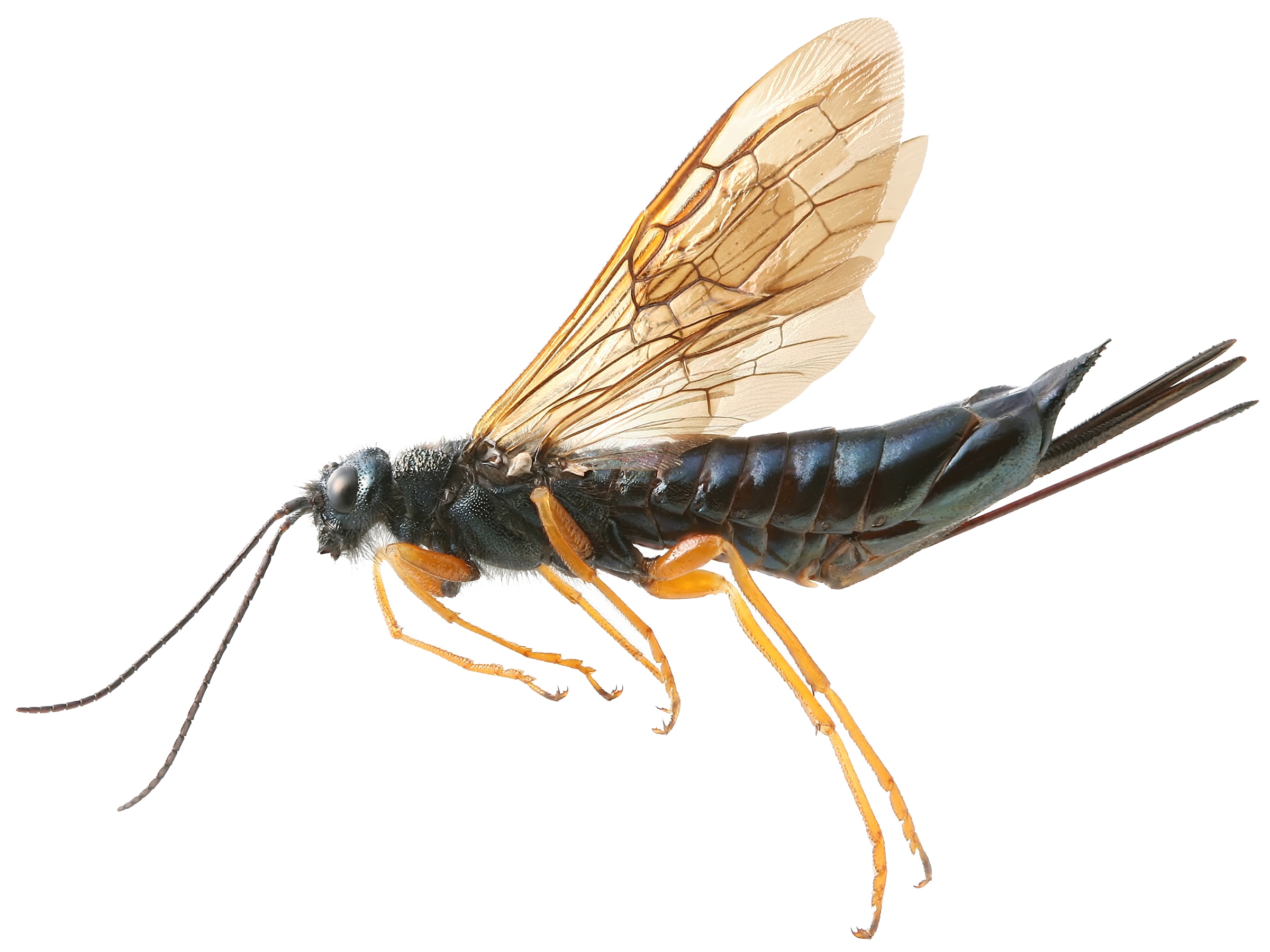 Sirex cyaneus | Sawfly GenUS