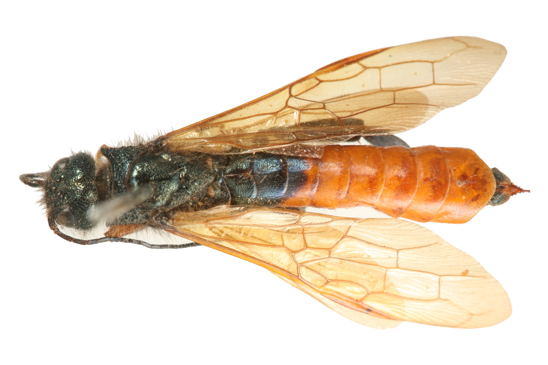 Sirex | Sawfly GenUS