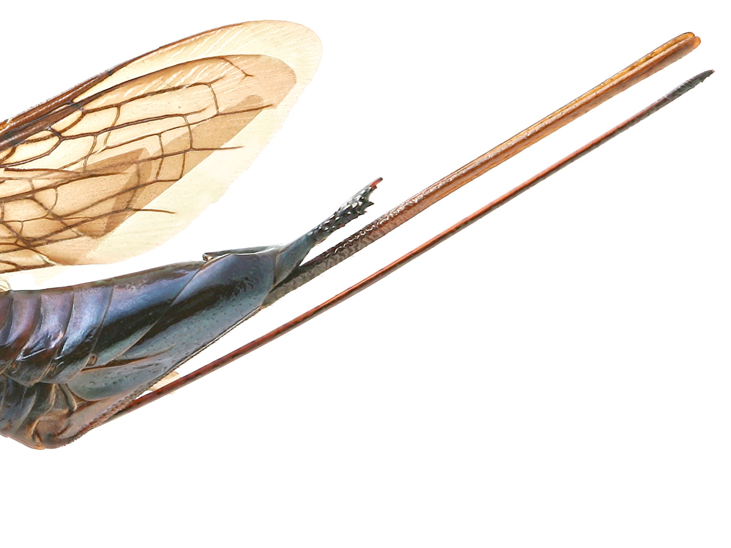 Sirex longicauda | Sawfly GenUS