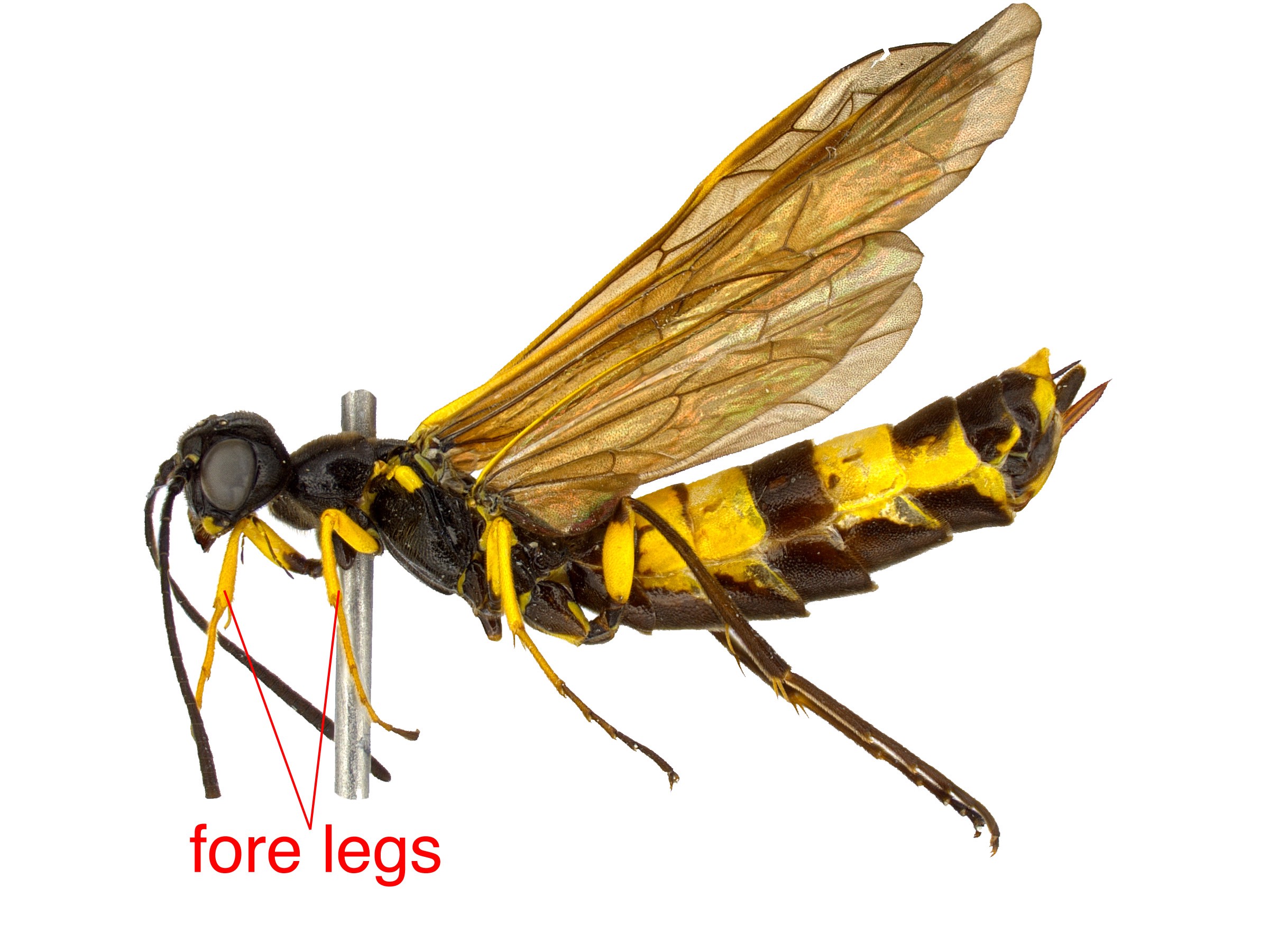 Glossary | Sawfly GenUS