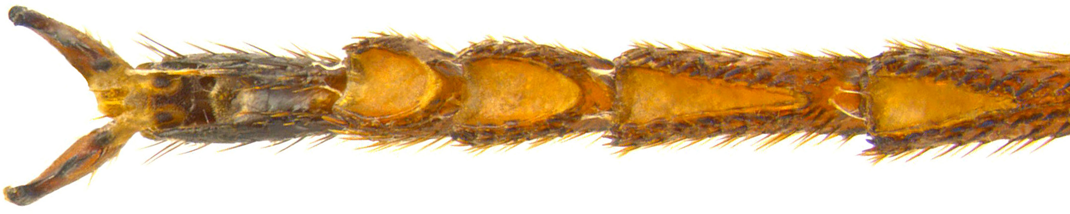 Sirex hispaniola | Sawfly GenUS