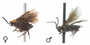 Sawfly GenUS genus key - Lucid Web Player