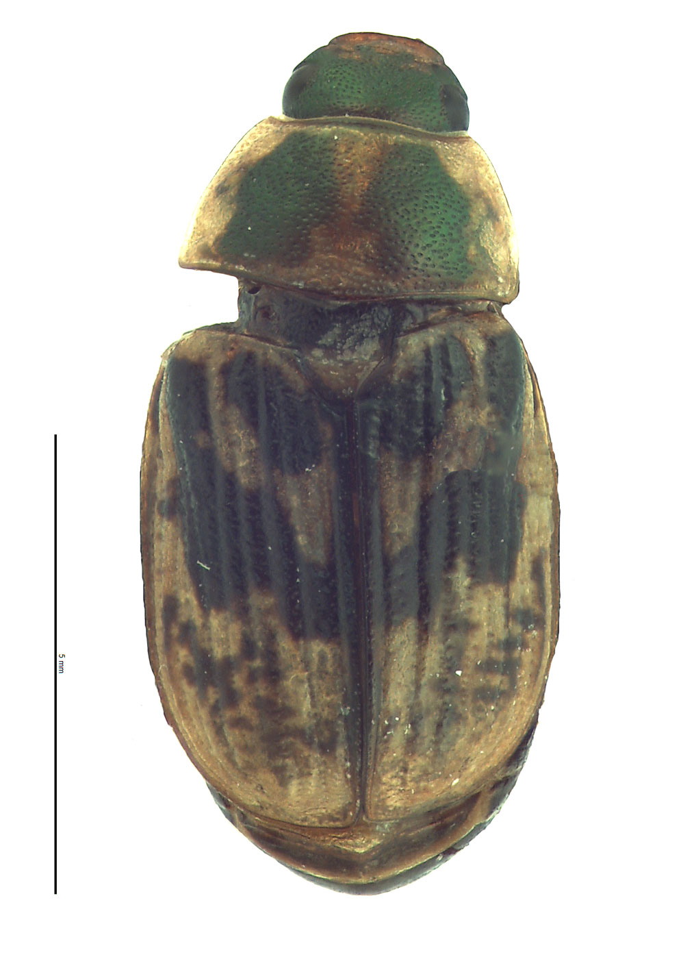 Anomala orientalis | Hawaiian Scarabs