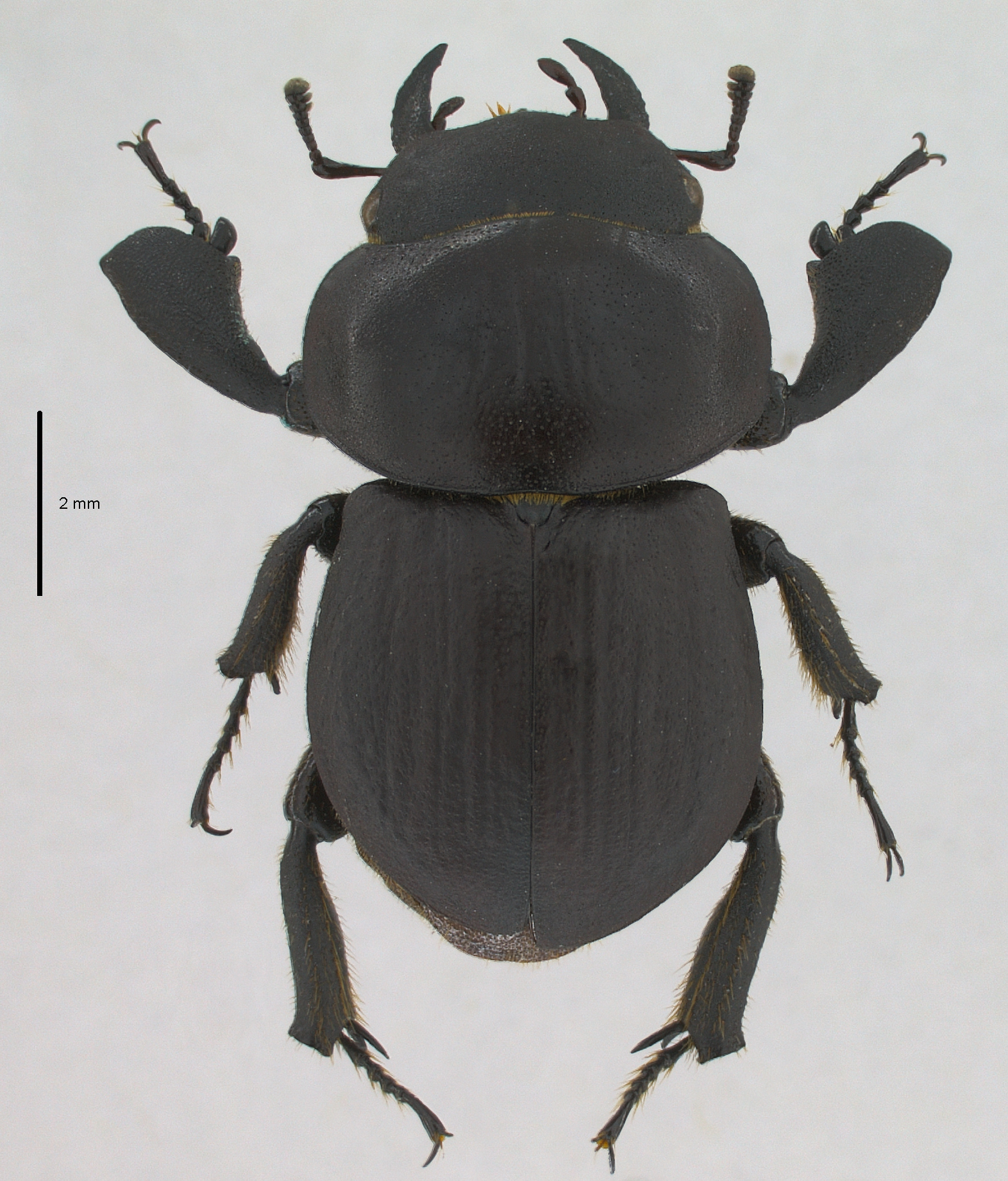 Apterocyclus kawaii | Hawaiian Scarabs