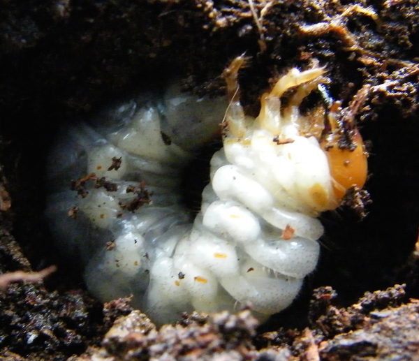 Apterocyclus honoluluensis | Hawaiian Scarabs
